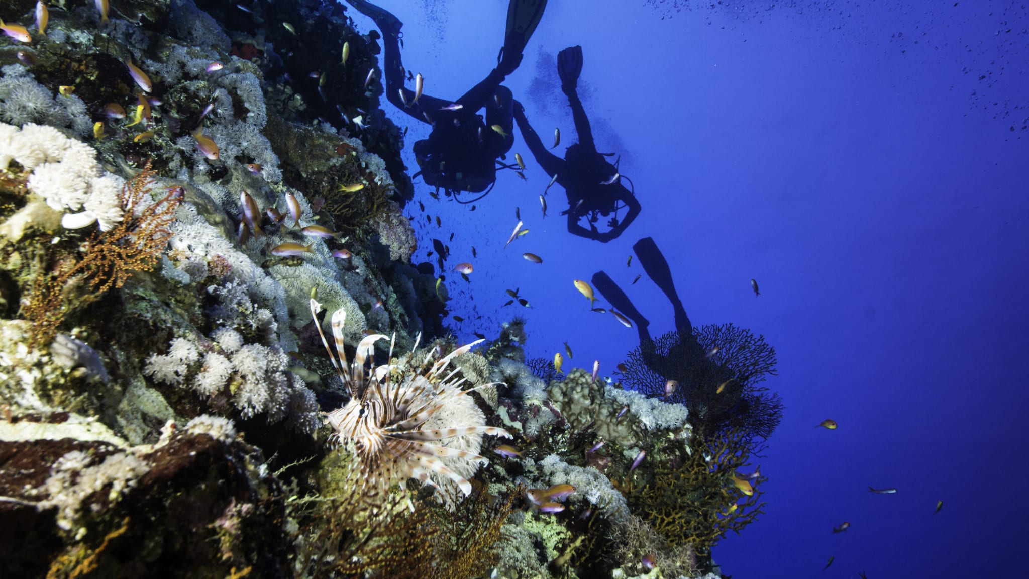 Marsa Alam: Unsere schönsten Tauch- und Schnorchelspots | inkl. Karte