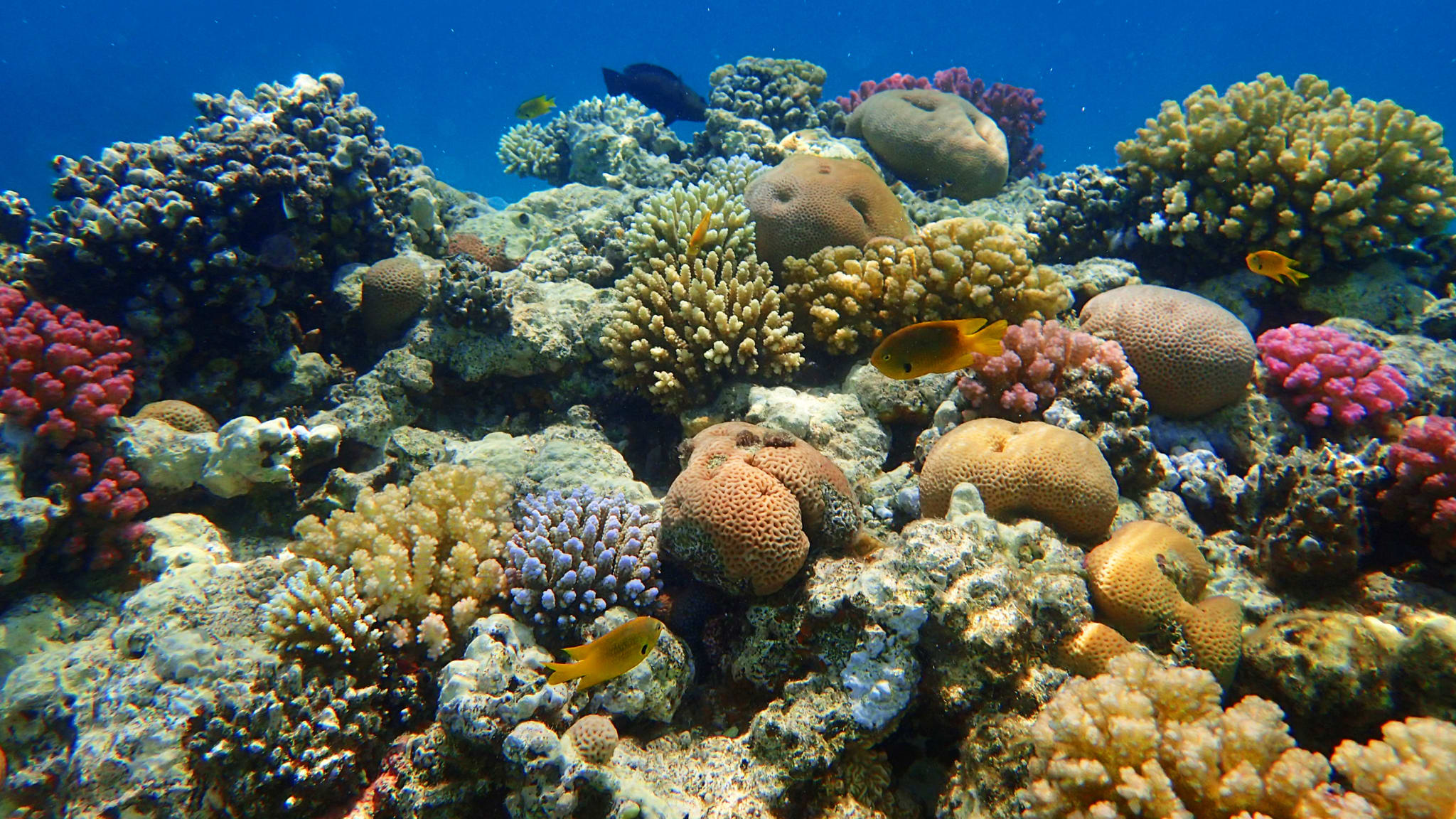 Die 7 schönsten Tauch- und Schnorchelspots in Makadi Bay