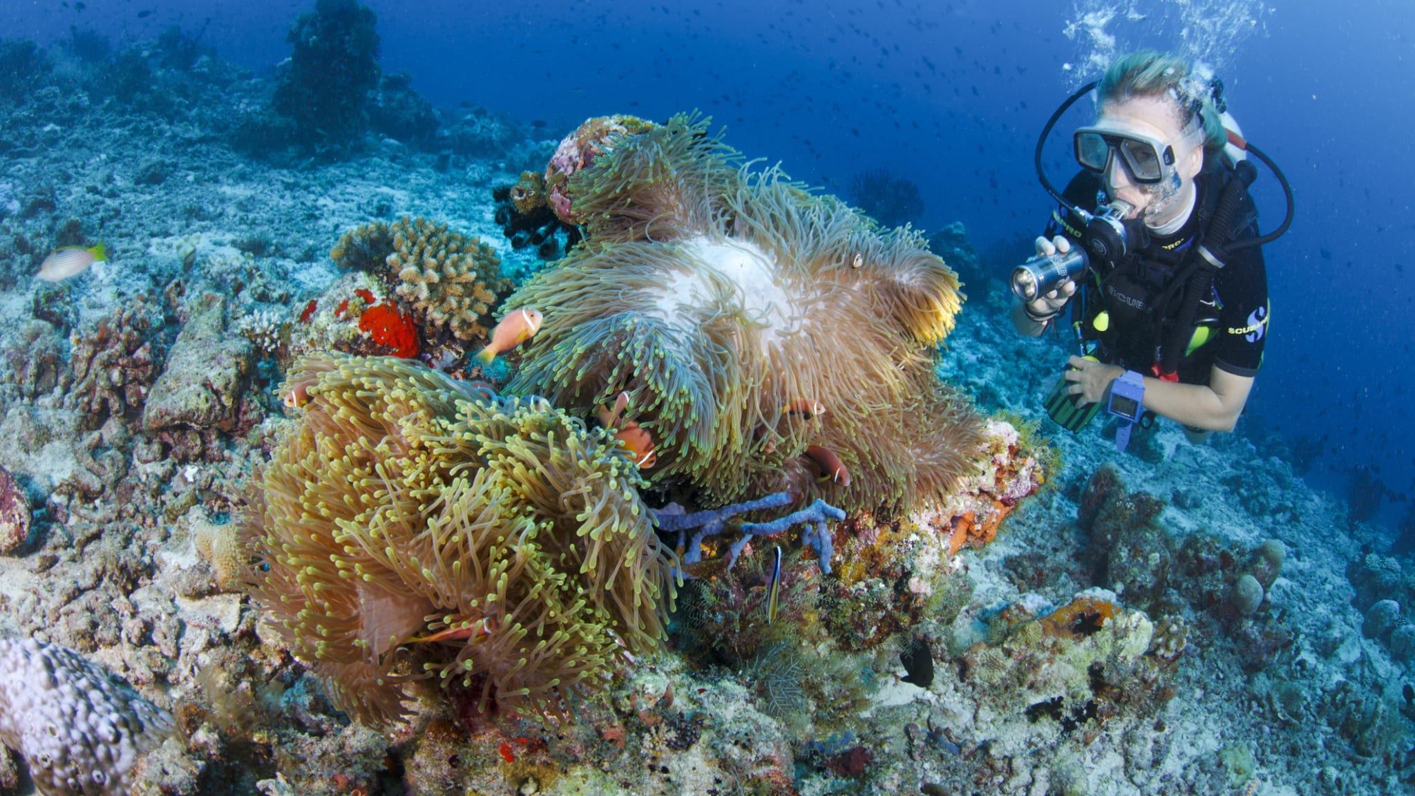 Malediven: Die 7 schönsten Tauch- und Schnorchelspots