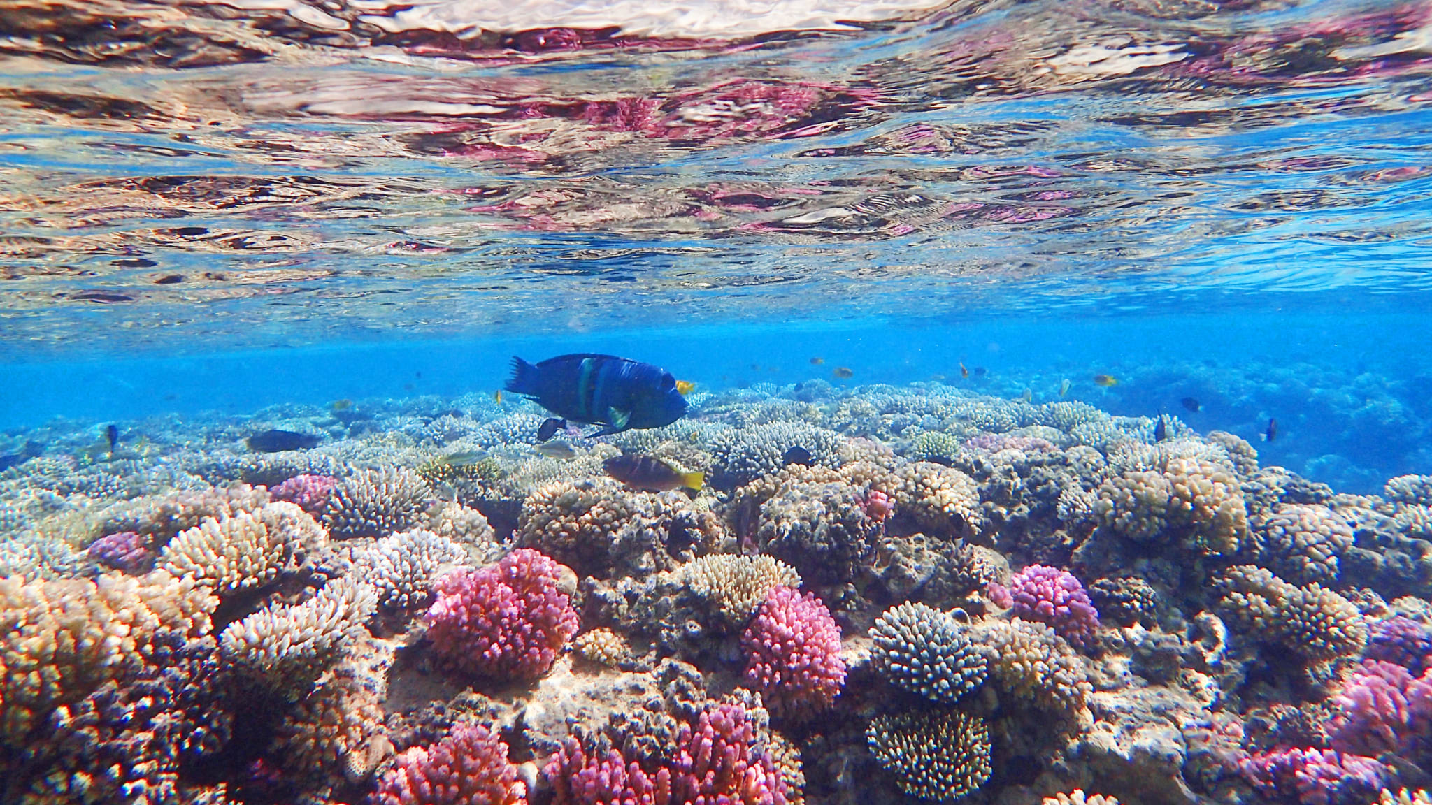 Die 7 schönsten Tauch- und Schnorchelspots in Makadi Bay
