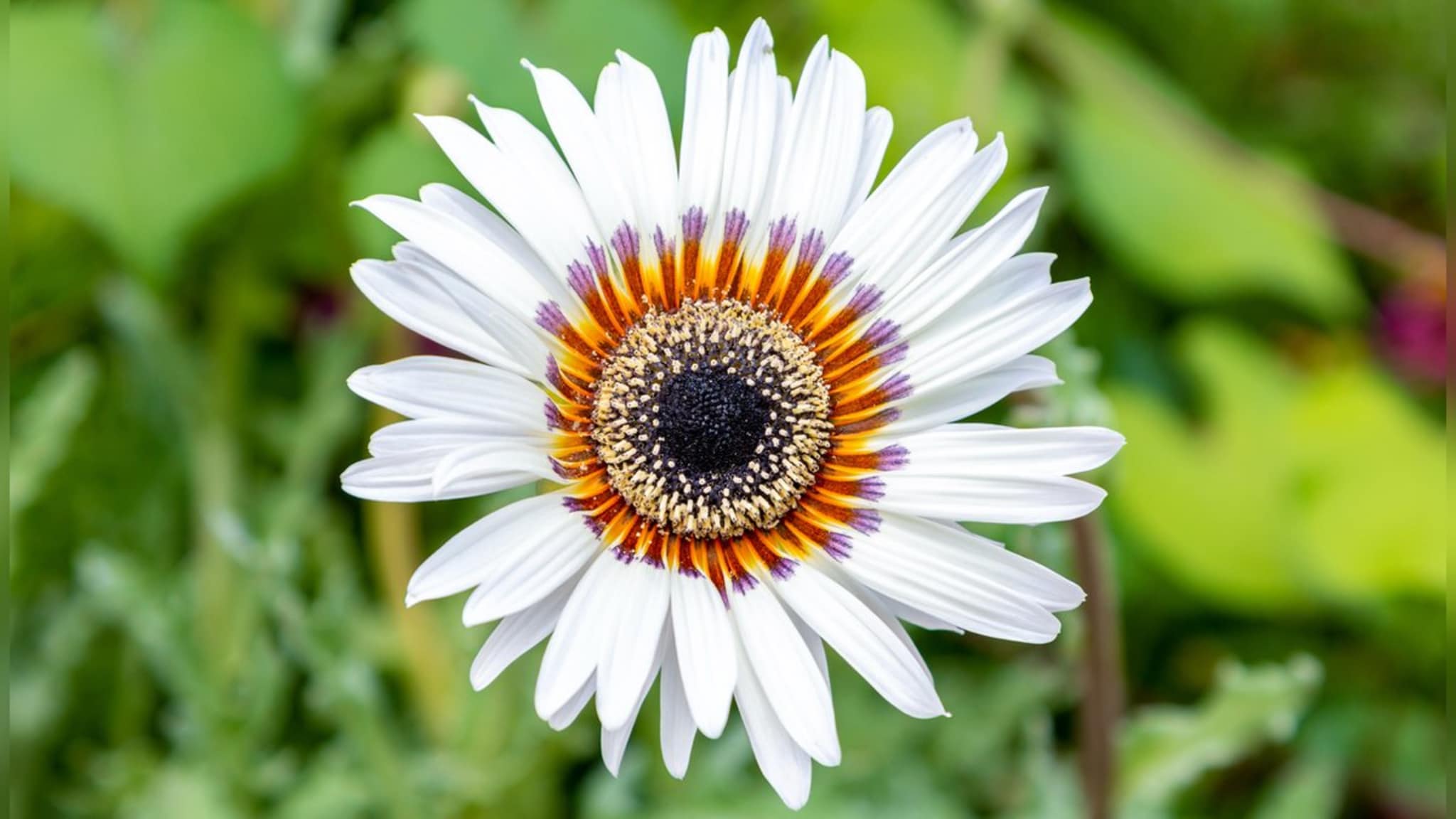Landesgartenschauen 2026: Blumige Kurztrips durch Deutschland
