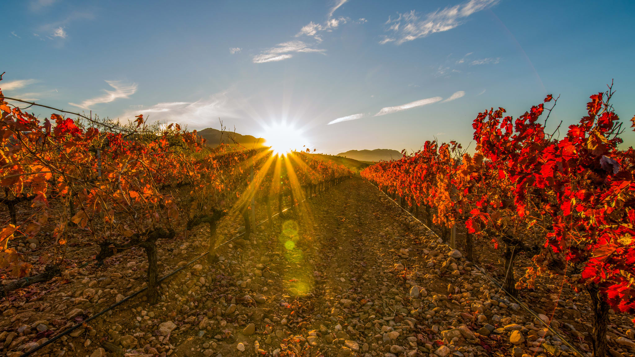 8 Regionen, die für guten Wein bekannt sind