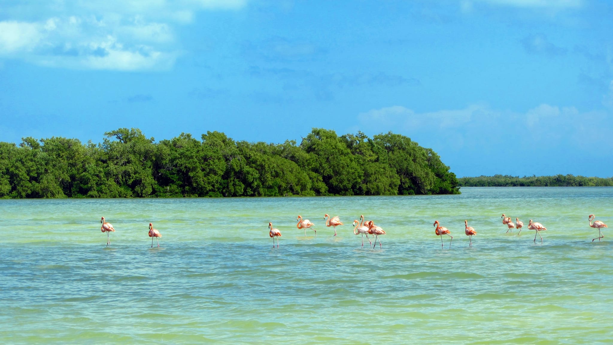 8 Urlaubsziele, an denen Du Flamingos in freier Wildbahn erleben kannst