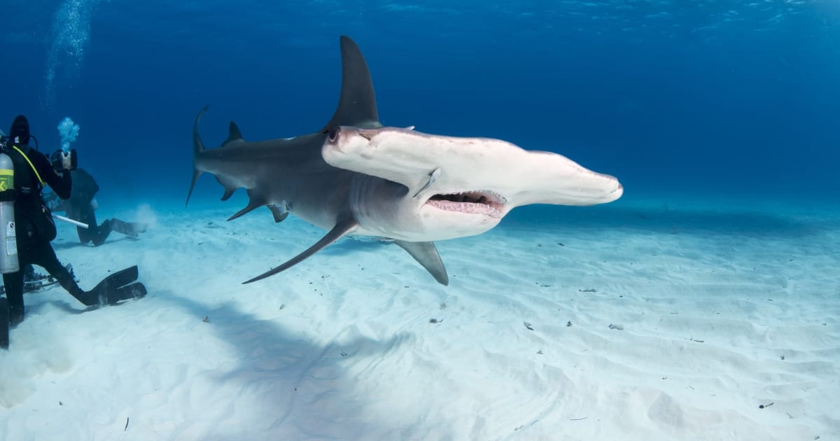 Hai-light: Die 10 besten Orte, um mit Haien zu tauchen