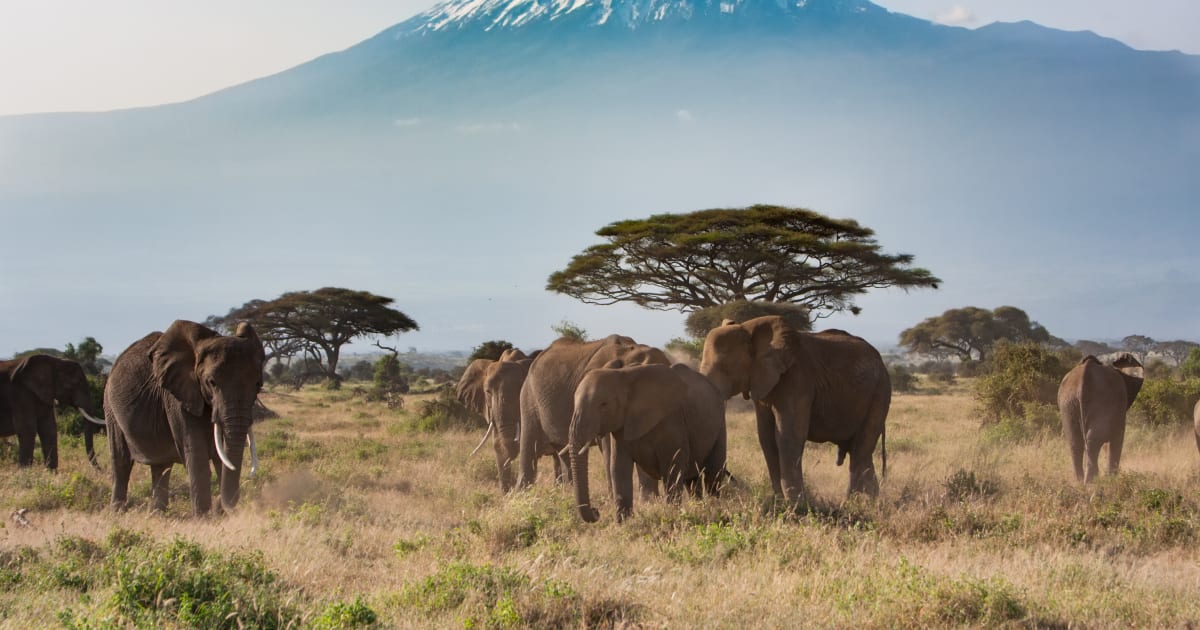 Afrika Urlaub 2026/2027 • Günstig buchen bei HolidayCheck