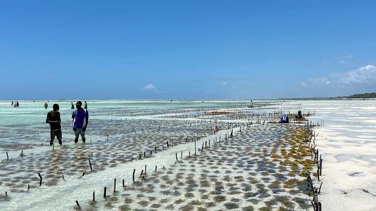 Matemwe Attitude (Matemwe Beach): Alle Infos zum Hotel