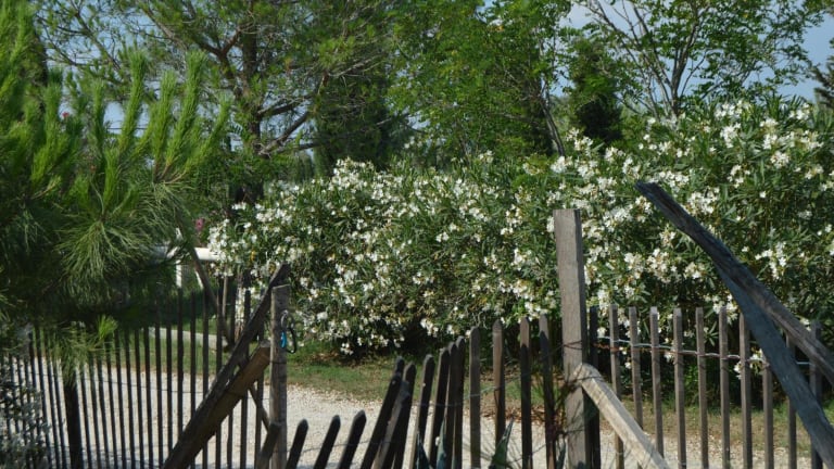 Bergerie d'Alivon en Camargue (Arles): Alle Infos zum Hotel
