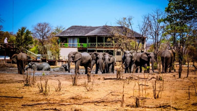 CHOBE MOPANI FOREST LODGE & CAMP SITE (Kasane): Alle Infos zum Hotel