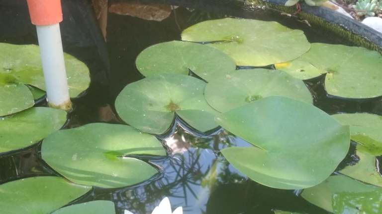 Perivoli Tessa's (Parga): Alle Infos zum Hotel