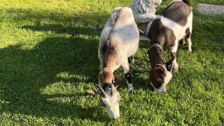 Ferienhof Renate Sassen (Werdum): Alle Infos zum Hotel