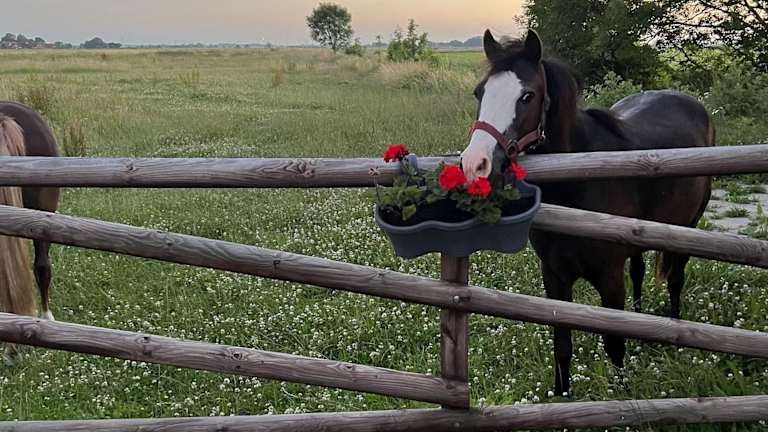 Ferienhof Renate Sassen (Werdum): Alle Infos zum Hotel