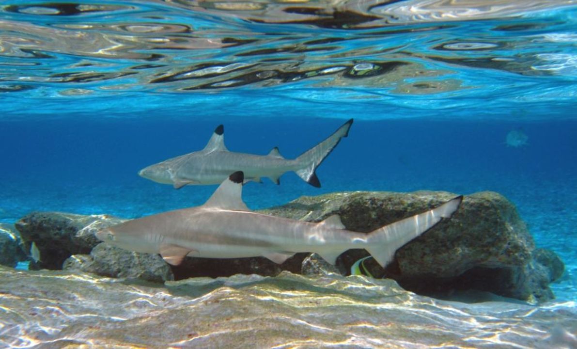 "Haie am Hausriff" Embudu Village (Vadhoo Island) • HolidayCheck (Kaafu ...