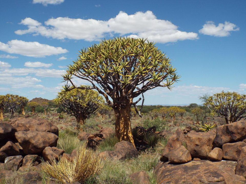 "Köcherbaumwald" Quivertree Forest Rest Camp (Keetmanshoop ...