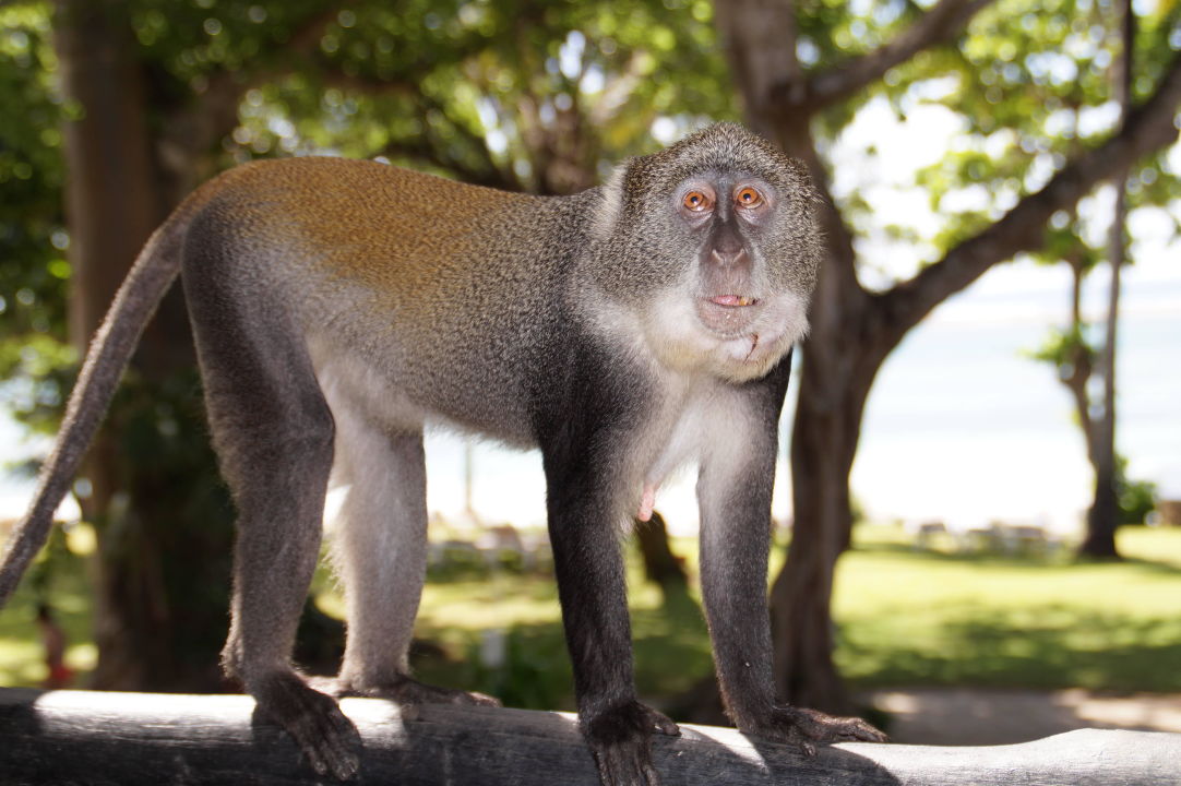 "Affe auf dem Balkon" Baobab Beach Resort & Spa (Diani Beach ...