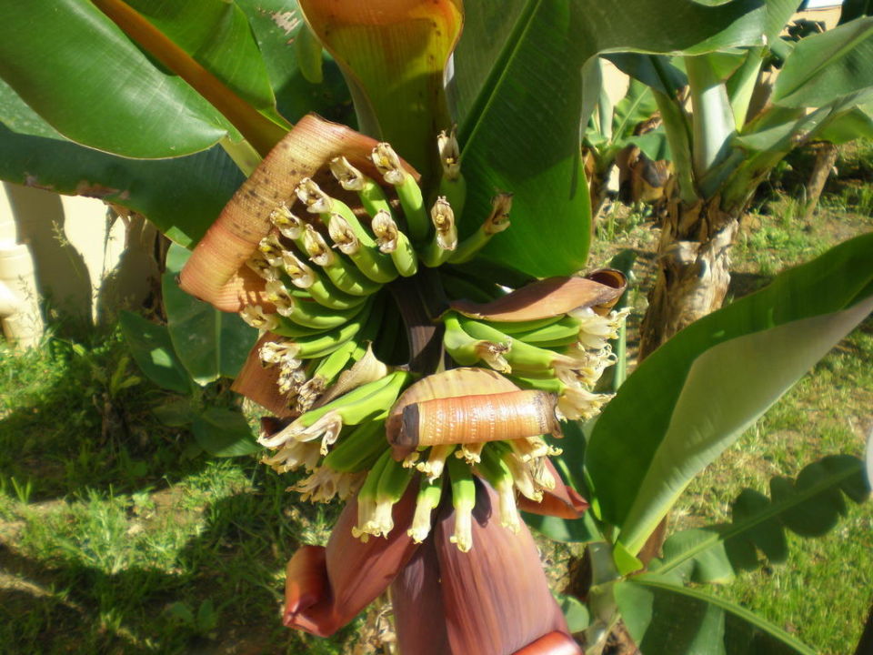 "Bananowiec w ogrodzie" Hotel Castro Beach (Maleme) • HolidayCheck ...