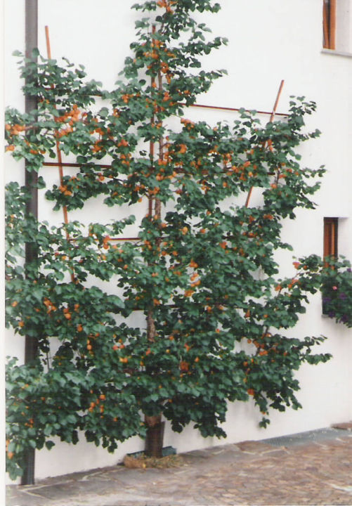 "Marillenbaum" Landhaus Brigitta (Axams) • HolidayCheck (Tirol ...