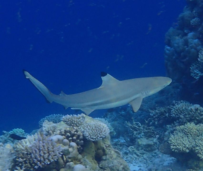 "Schwarzspitzen Riffhai" smartline Eriyadu (Malé) • HolidayCheck (Kaafu ...