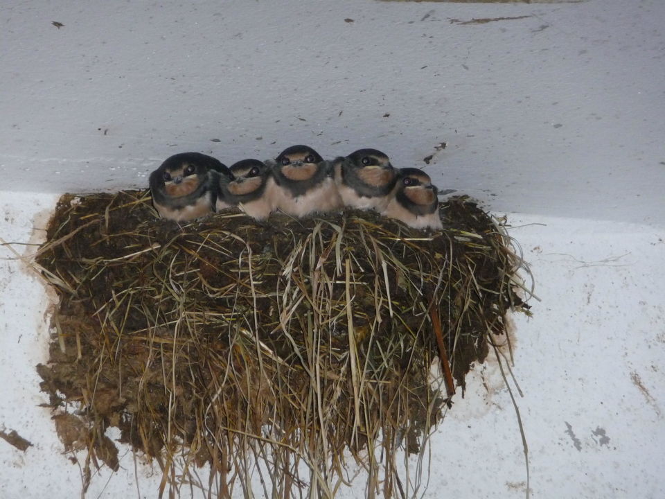 "Ein Nest voll junger Schwalben im Stall" Familienferienhof Stabauer ...