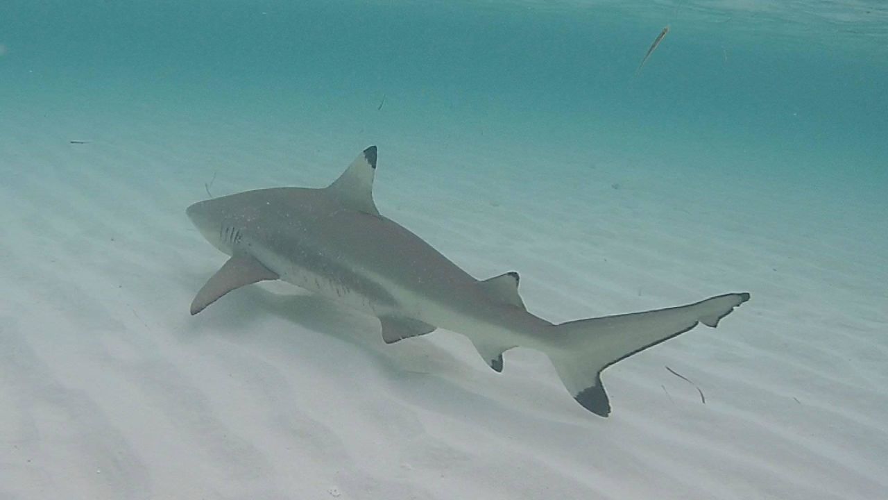 "Hai" Kuredu Island Resort & Spa (Hinnavaru) • HolidayCheck (Lhaviyani ...