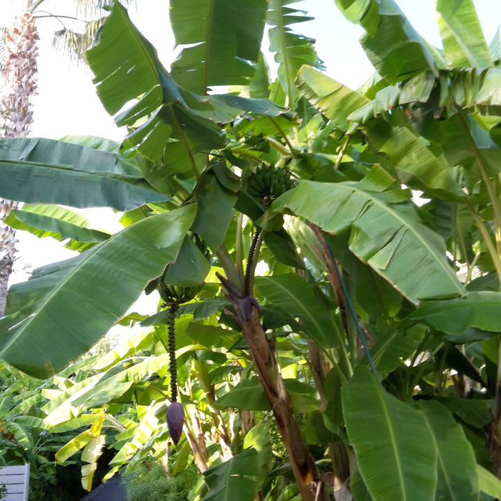 "Bananenbaum im Garten" Sealife Buket Resort & Beach (Okurcalar ...