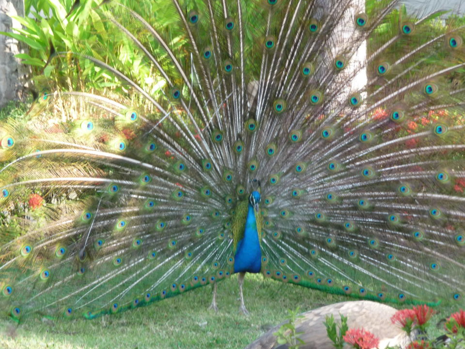 "Pfau mit Rad imHotelgarten" Vista Sol Punta Cana (Bavaro ...