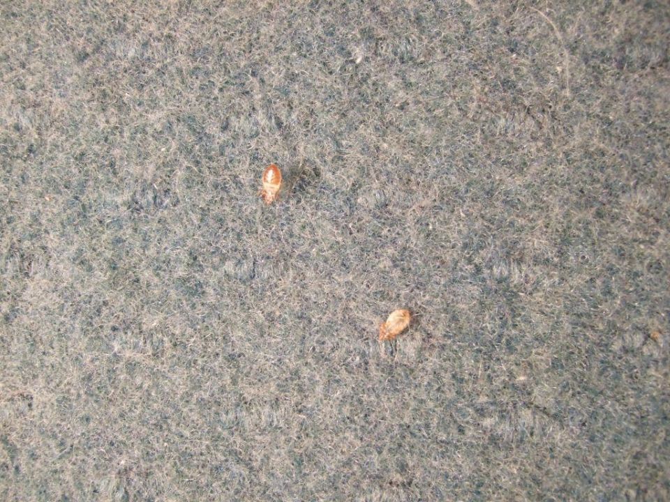 "Bettwanzenlarven unter dem Bett" Hotel Krone-Limmatquai (Zürich ...