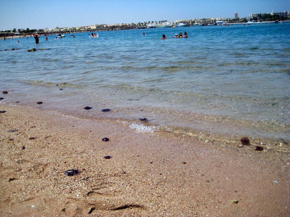 "Quallen am Strand" Jaz Makadi Saraya Resort (Makadi Bay ...