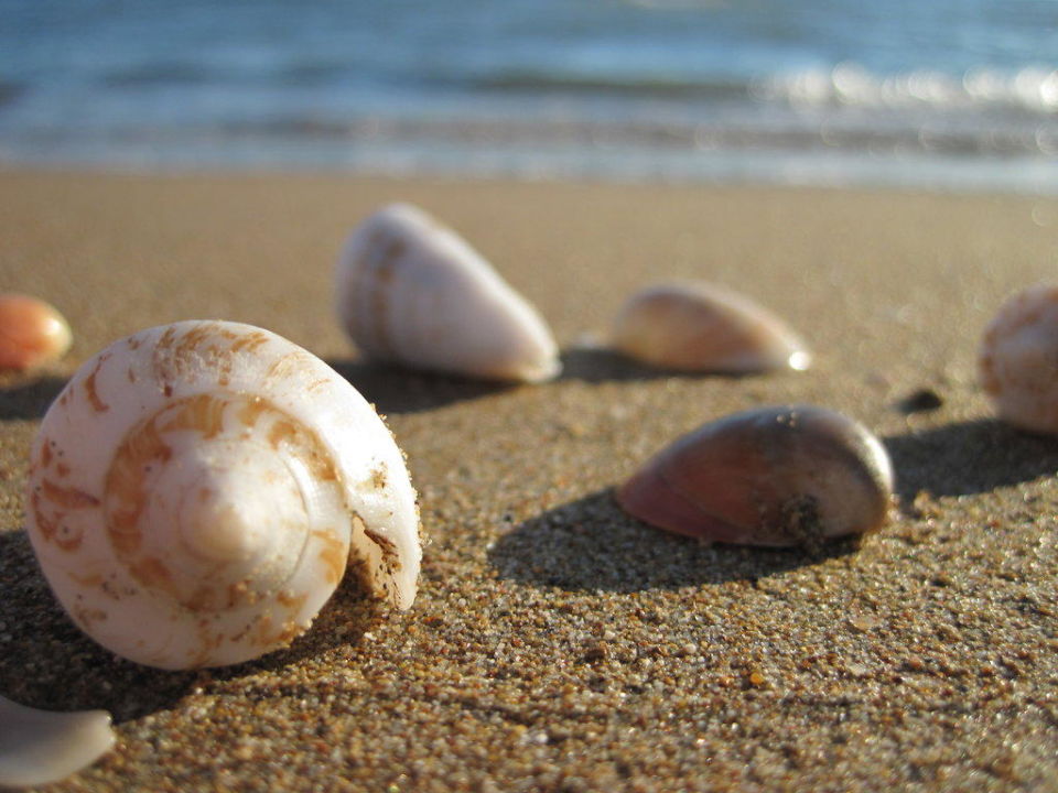 "Muscheln am Strand" Side Star Elegance (Side) • HolidayCheck ...