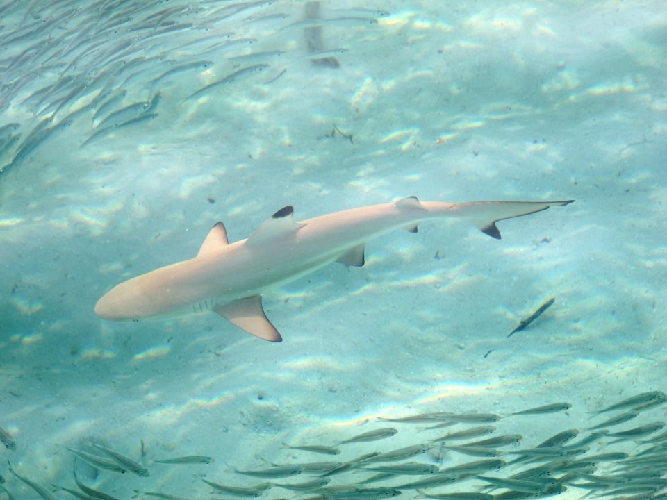 "Baby-Hai an der Bar" Embudu Village (Vadhoo Island) • HolidayCheck ...