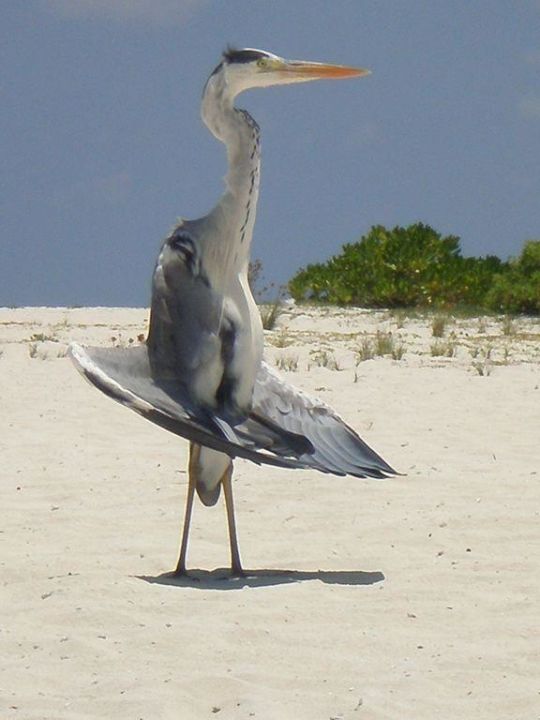 "Reier mit Luftkühlung" Velidhu Island Resort (Rasdhoo) • HolidayCheck ...