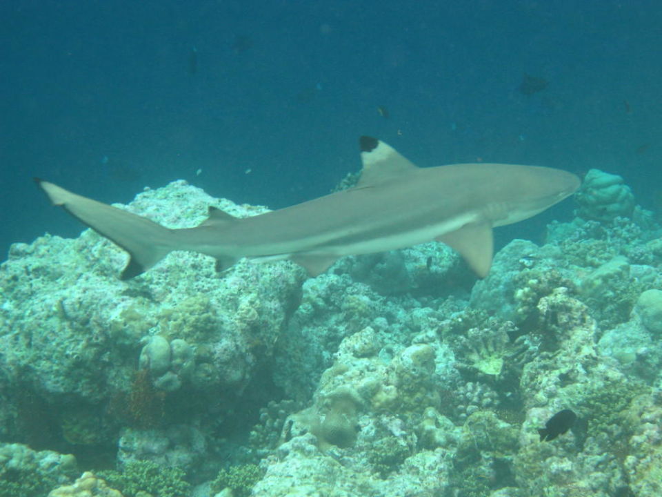 "Schwarzspitzen-Riffhai" OBLU by Atmosphere at Helengeli (Gaafaru ...