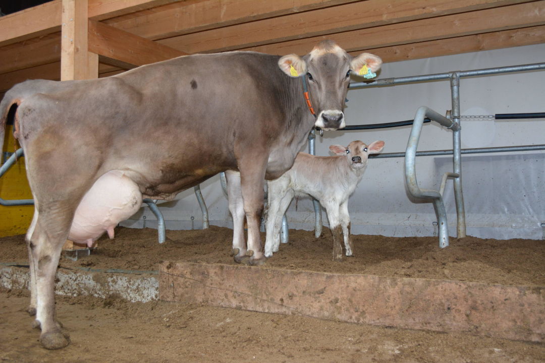 "Kuh mit Kalb" Hof-Tschannen (Illighausen) • HolidayCheck (Kanton ...
