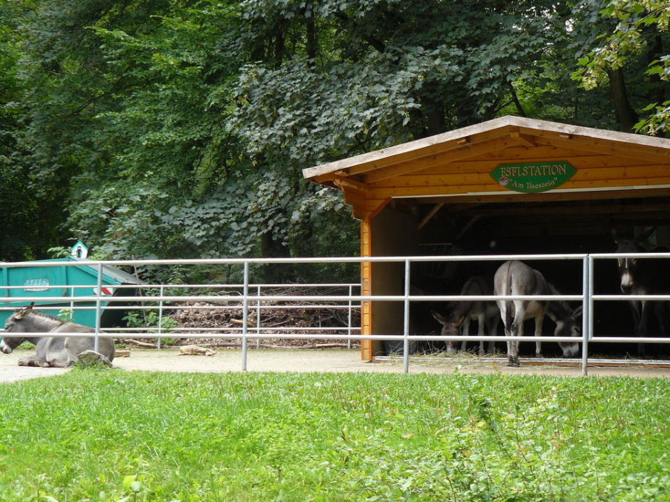 "Eselstall" Waldhotel am Ilsestein (Ilsenburg) • HolidayCheck (Sachsen ...