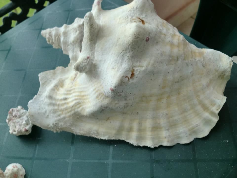 "Große Muschel selbst aus dem Meer geholt" Ocean Blue & Sand (Bavaro ...