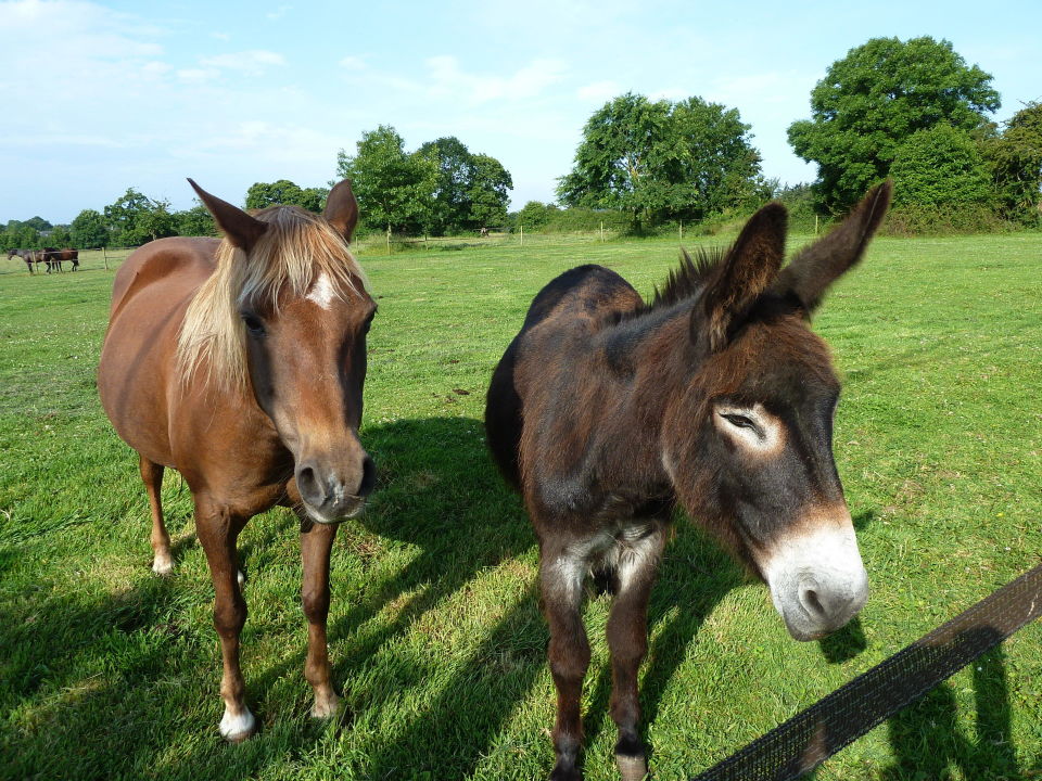"Esel und Pferd gehören zur Domaine" Le Domaine de Belleville (Saint ...