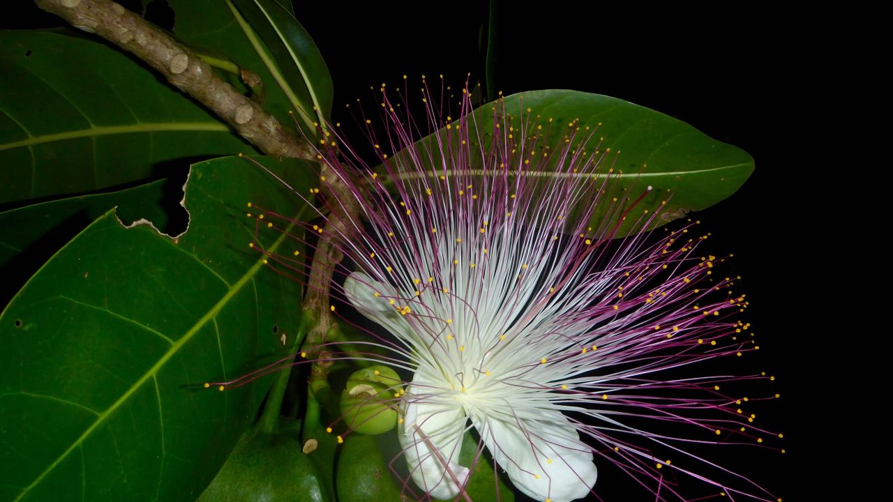 "Die Bituon-Blüte" Bituon Beach Resort (Guindulman) • HolidayCheck ...