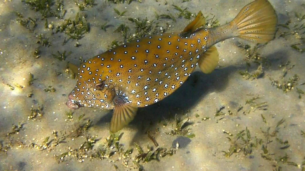 "Kofferfisch" Lahami Bay Beach Resort (Hamata) • HolidayCheck (Marsa ...