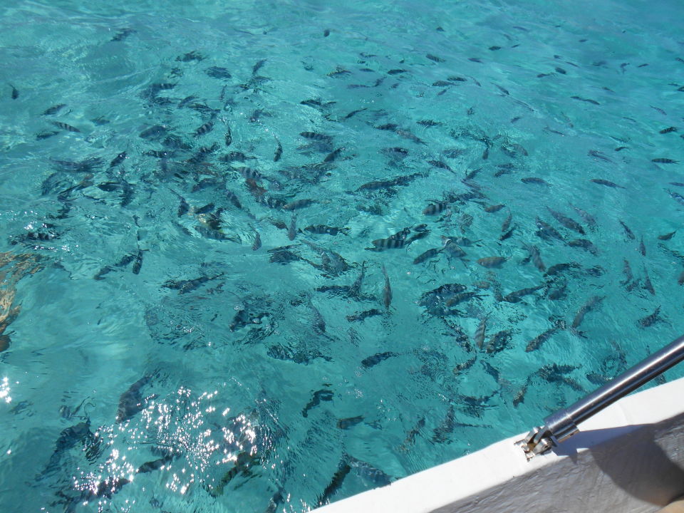 "Nager avec poisson lagoon pres de l'hotel" Le Peninsula Bay Beach ...