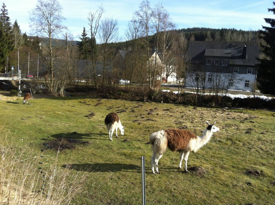 "Lama-Gehege "Heidi & Horst"" Hotel Alte Schleiferei (Erlabrunn ...