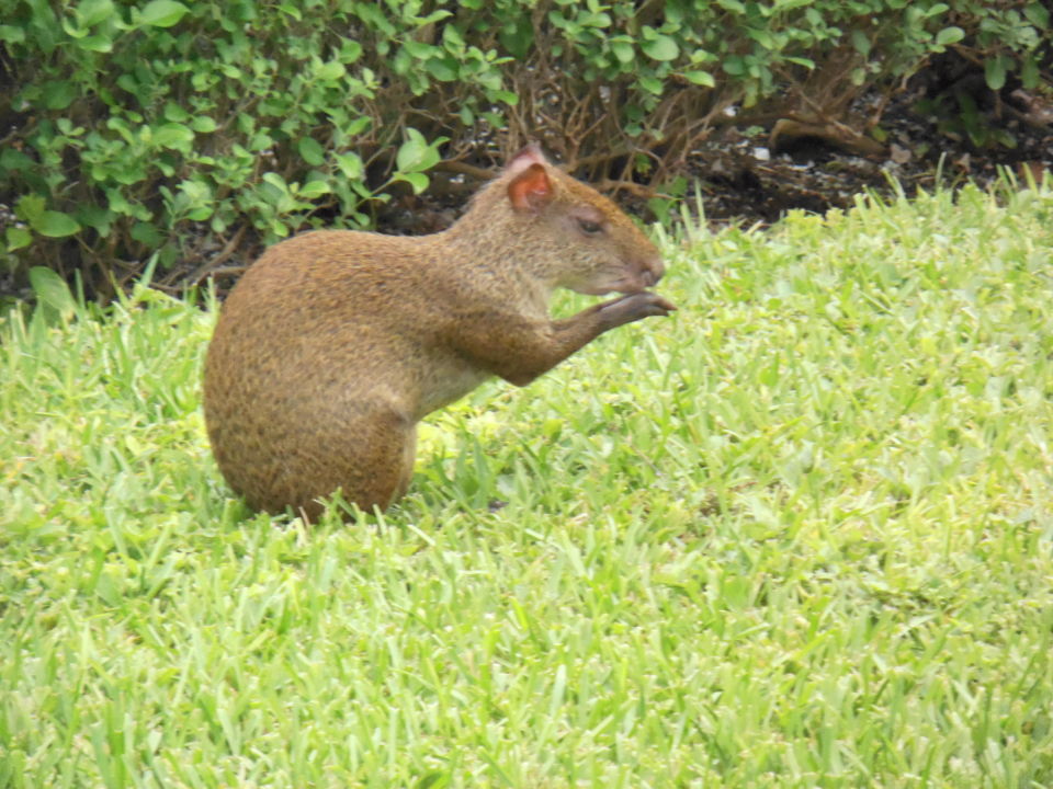 "Liebes Tier im Garten " Hotel Riu Palace Mexico (Playa del Carmen ...