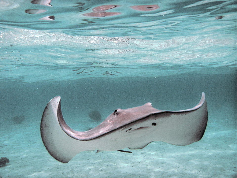 "Stachelrochen" Hotel Intercontinental Le Moana Resort Bora Bora (Bora ...