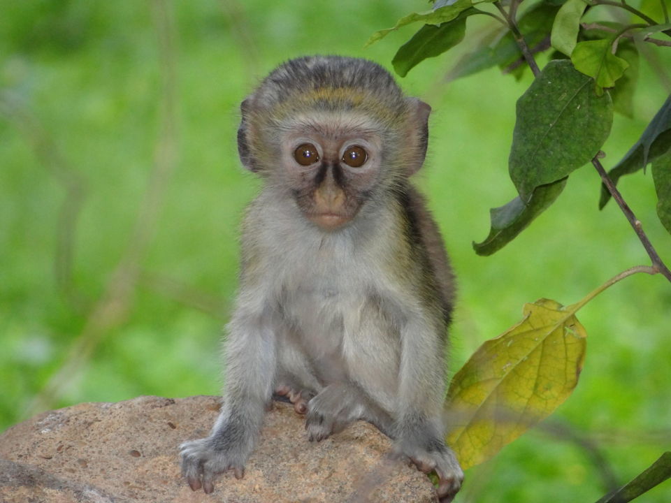 "Baby-Affe" Ol Tukai Lodge (Amboseli) • HolidayCheck (Provinz Rift ...