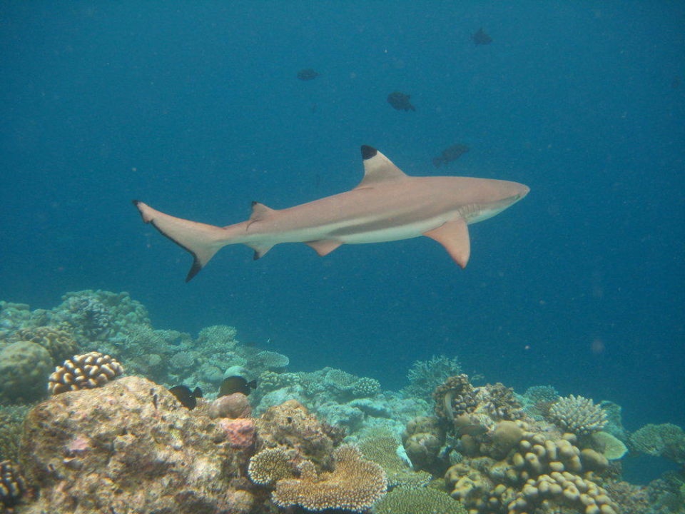"Riffhai" Bandos Maldives (Hulhumalé) • HolidayCheck (Kaafu Atoll ...