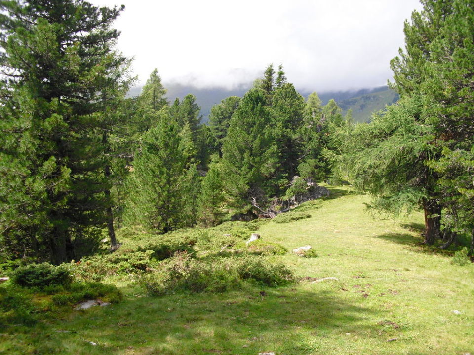 "Zirbenwald" MarktlAlm Almhüttendorf Turracher Höhe (Turracher Höhe ...