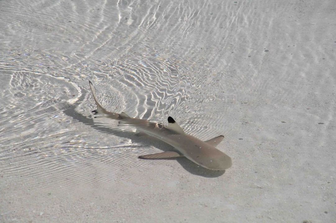 "Baby-Hai" Diamonds Athuruga (Mahibadhoo) • HolidayCheck (Alif Dhaal ...