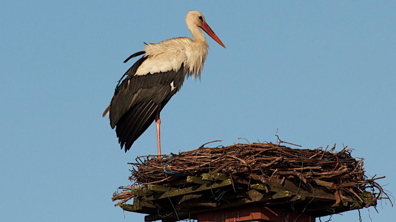 "Storch auf dem Rosenhof" Hotel Weingut Rosenhof (Illmitz ...
