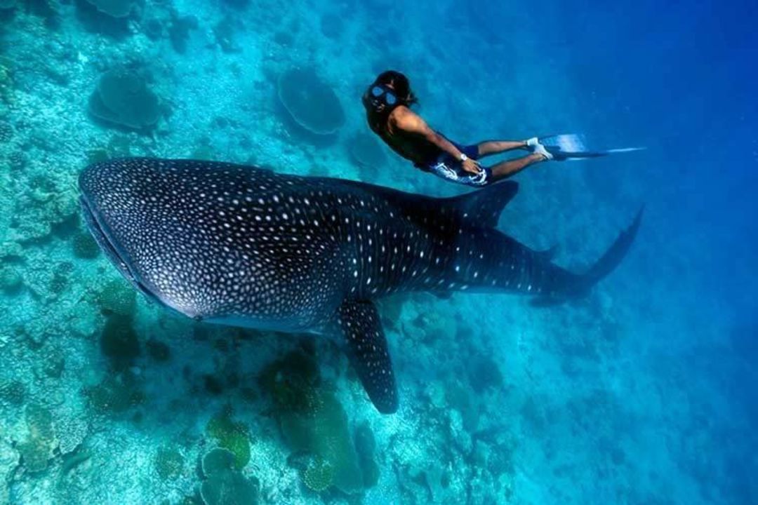 "Walhai Schnorcheln / Whale Shark Snorkelling " Guesthouse Whale Shark ...