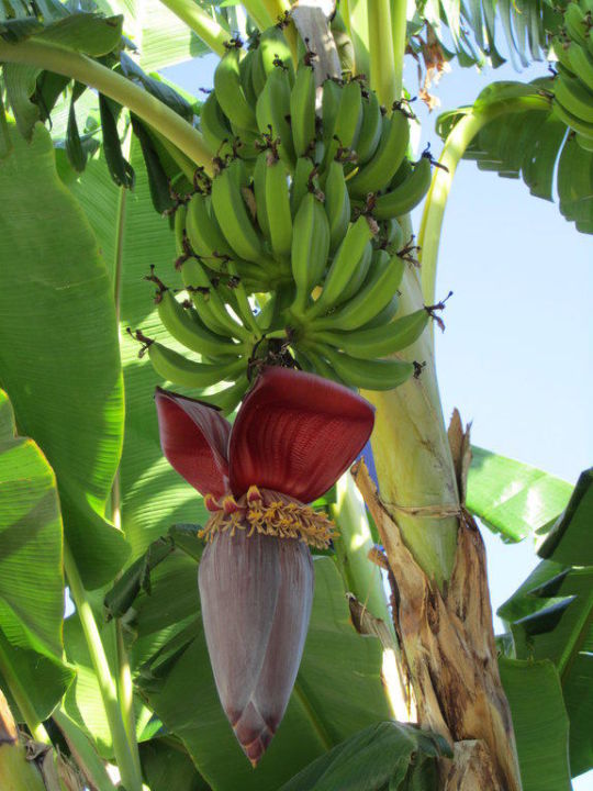 "Bananenbaum" La Bussola Hotel Calabria (San Nicolo di Ricadi ...