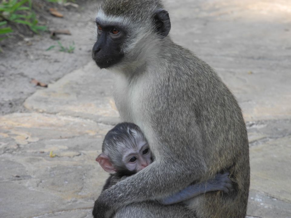 "Affen freilaufend in der Anlage" Hotel Papillon Lagoon Reef (Diani ...