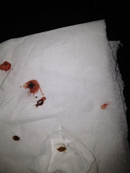 "Bettwanzen" Hotel Patong Seaview (Patong Beach) • HolidayCheck (Phuket ...